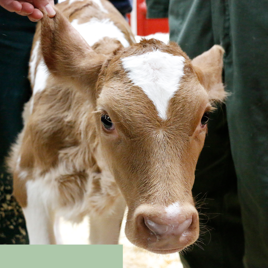 Building Plans - Animals Need Heroes Too