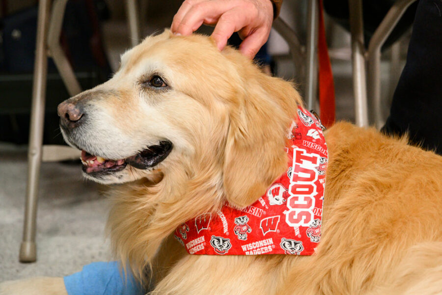 Legacy Continues for Dog Whose Cancer Treatment at UW-Madison Inspired ...